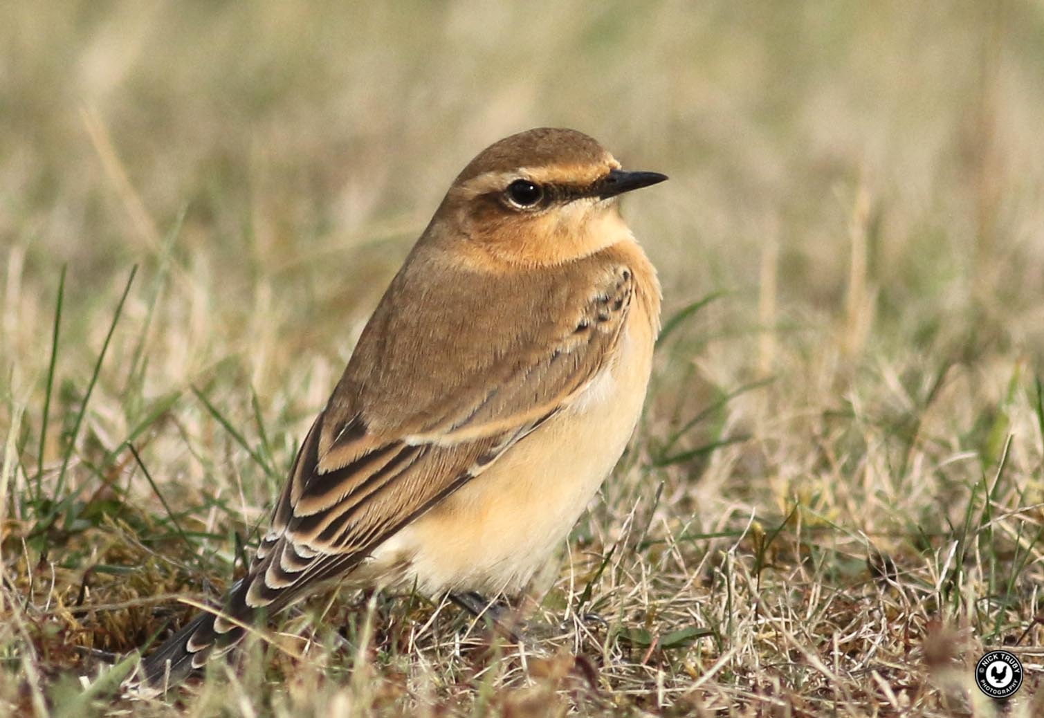 Northern Wheatear by Nick Truby - BirdGuides