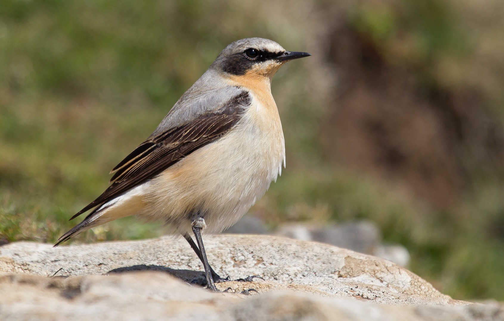 Northern Wheatear by Chris Griffin - BirdGuides
