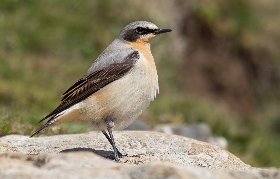 Northern Wheatear by Chris Griffin - BirdGuides