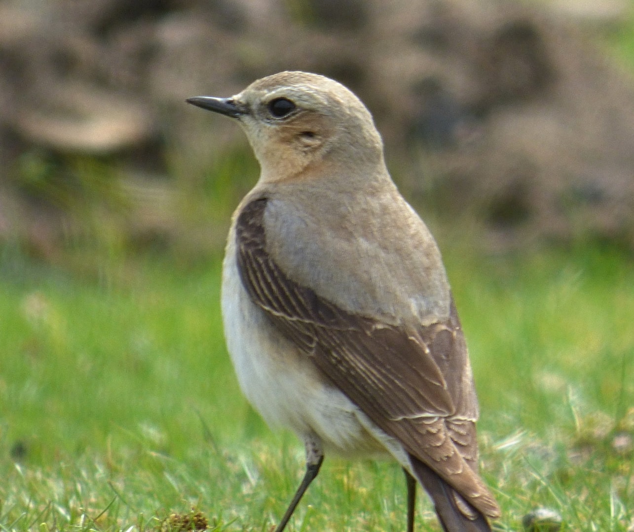 Northern Wheatear by Jarrow birder - BirdGuides