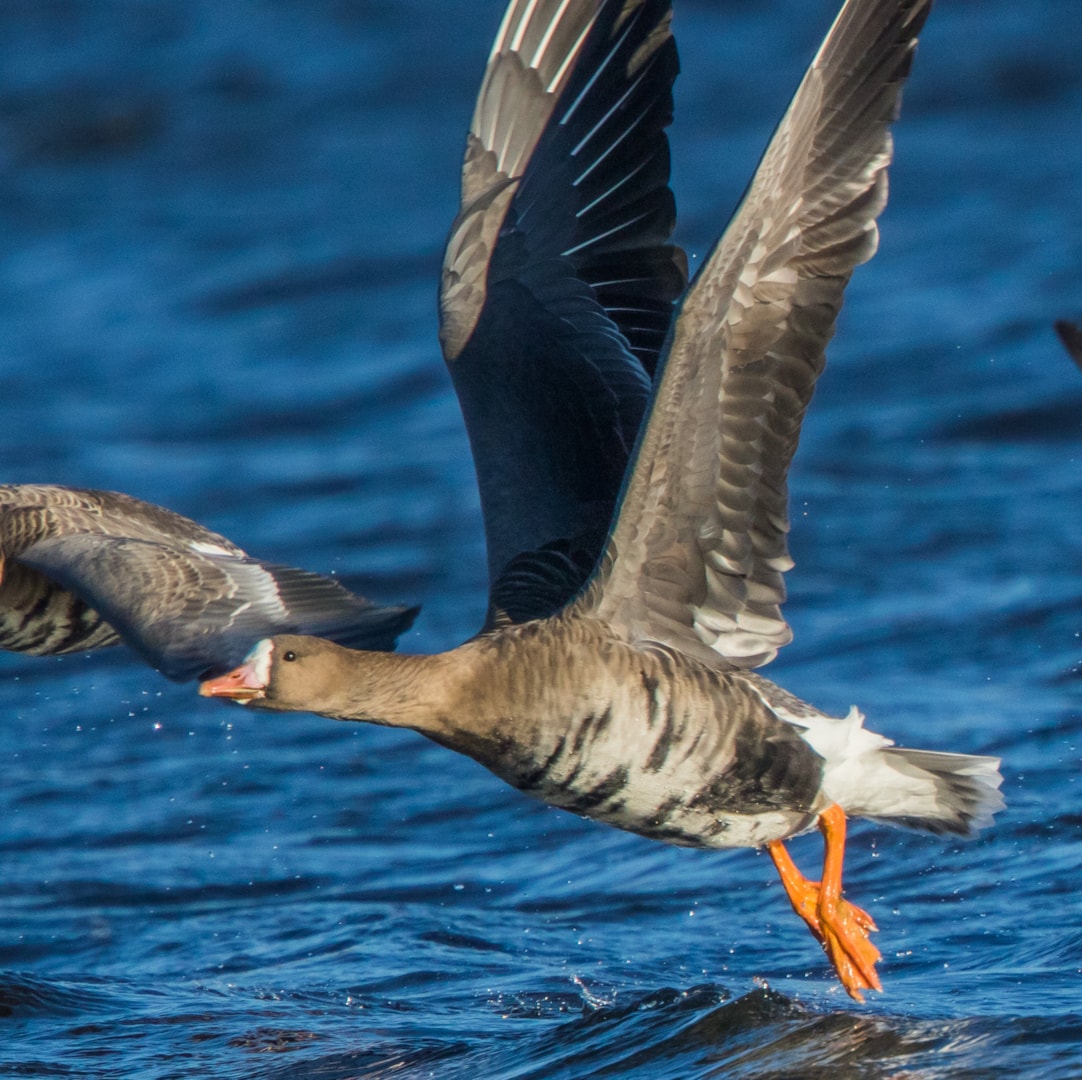 Russian White-fronted Goose by Peter Garrity - BirdGuides