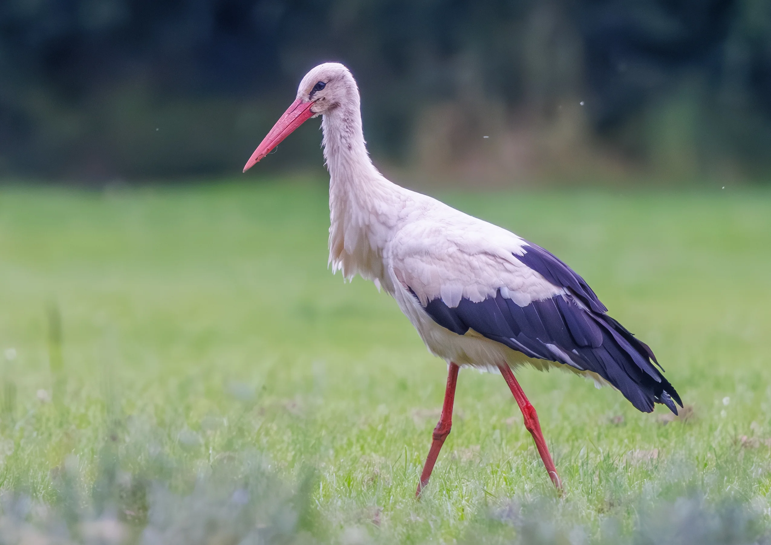 Sighting Report - BirdGuides