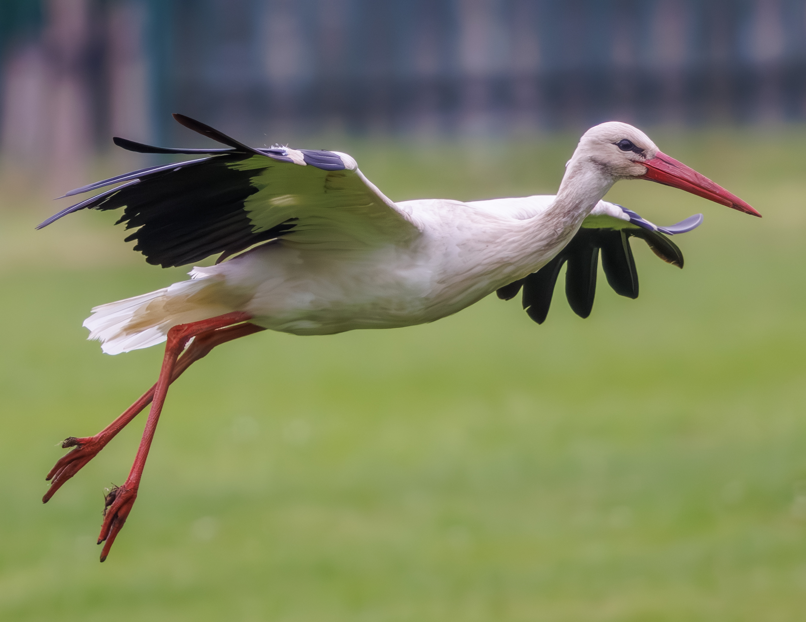 White Stork by Peter Garrity - BirdGuides