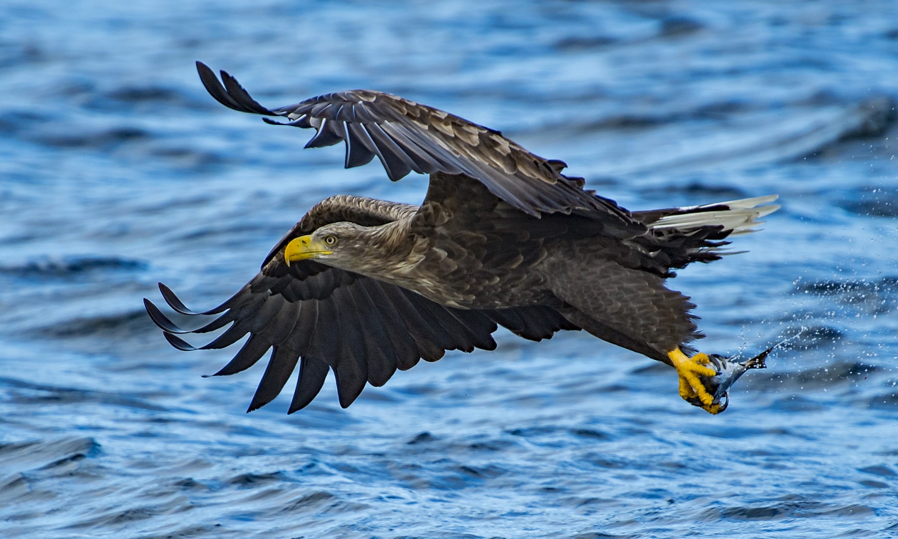 White-tailed Eagle by Martyn Jones - BirdGuides