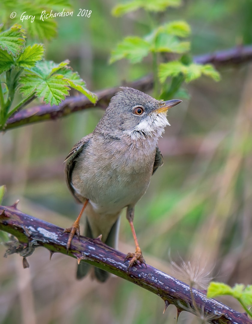 Common Whitethroat by Gary Richardson - BirdGuides