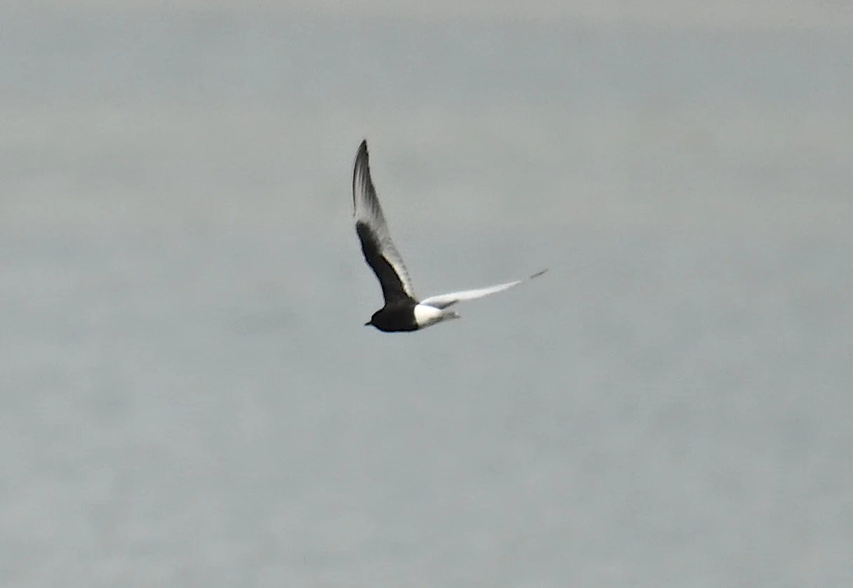 Details : White-winged Tern - BirdGuides