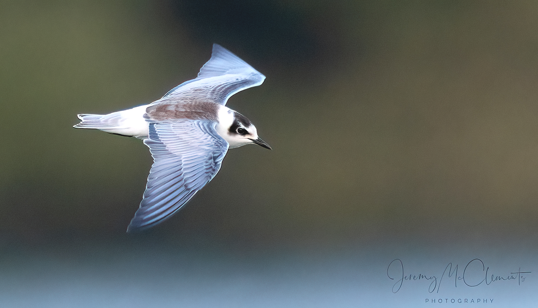 White-winged Tern by Jeremy Mcclements - BirdGuides