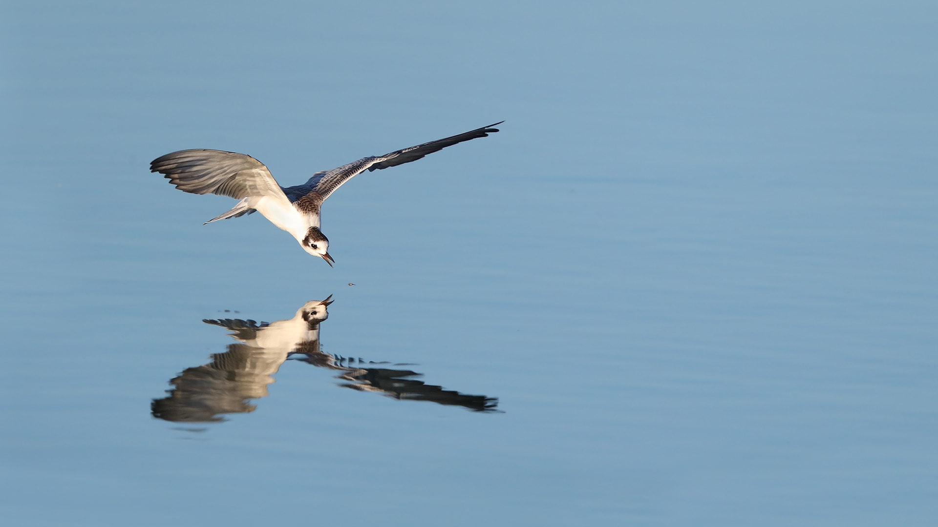White-winged Tern by Kit Day - BirdGuides