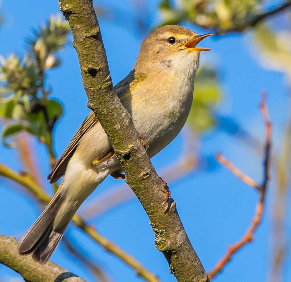 Willow Warbler by Peter Garrity - BirdGuides