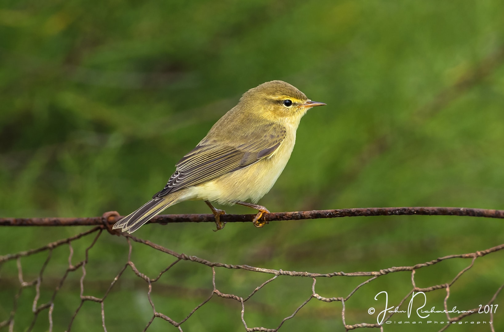 Willow Warbler by John Richardson - BirdGuides