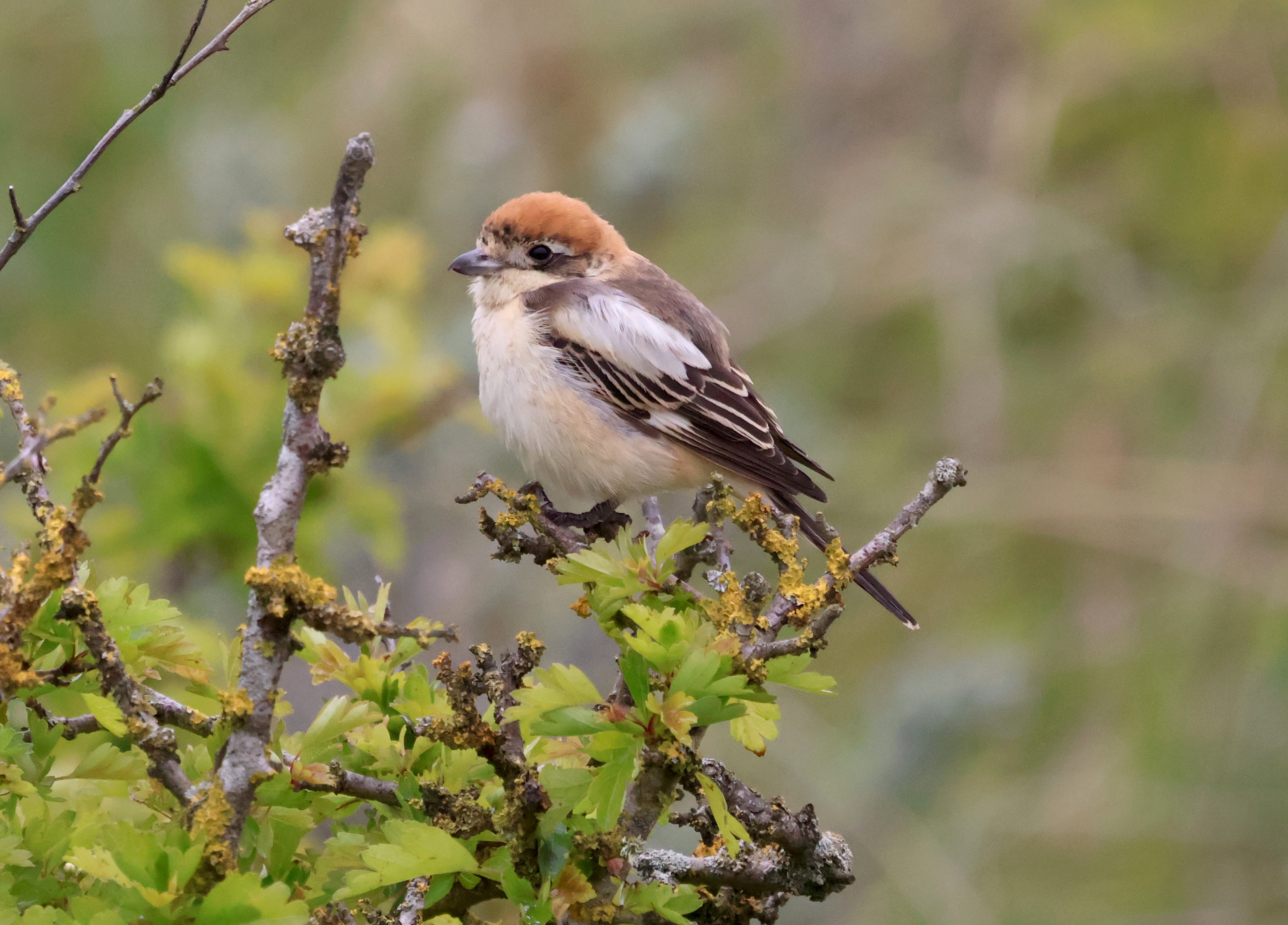 Woodchat Shrike by James Siddle - BirdGuides