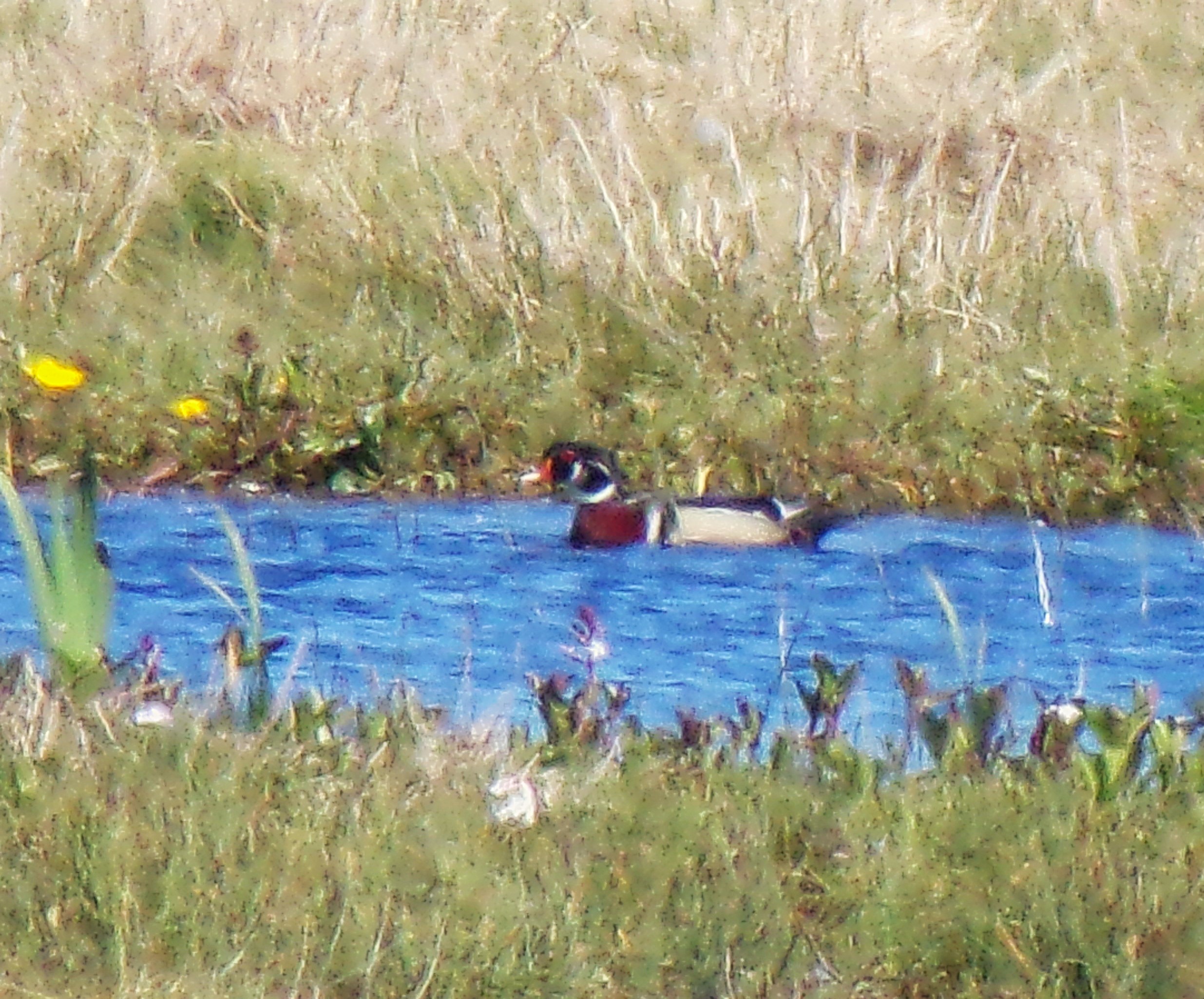 Rarity finders: Wood Duck on Tiree - BirdGuides