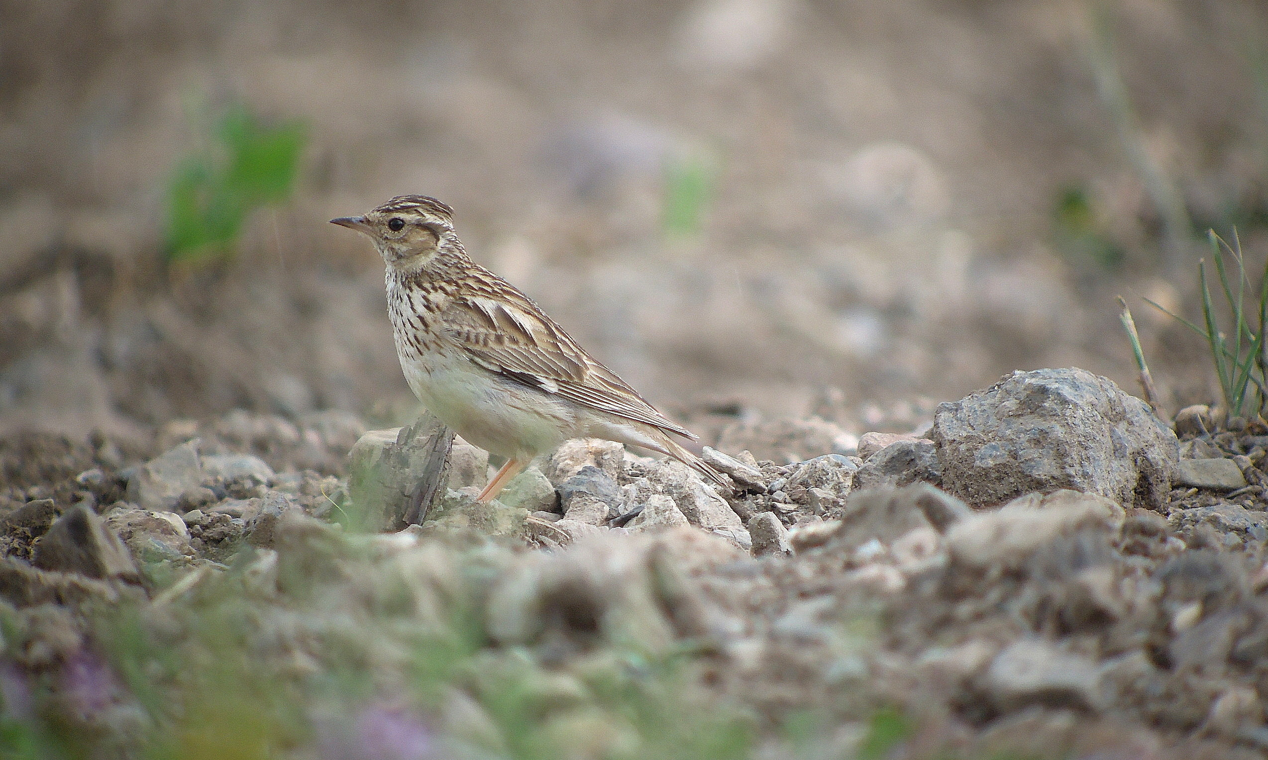 Woodlark by Fionn Moore - BirdGuides