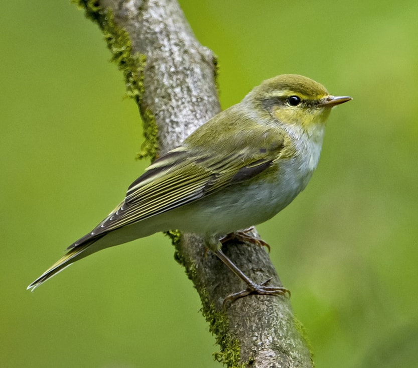 Wood Warbler by Martyn Jones - BirdGuides