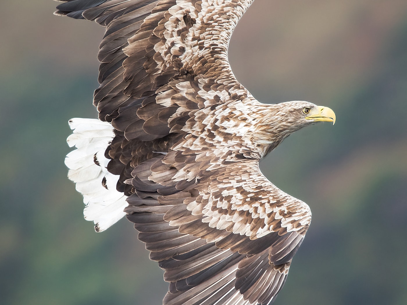White-tailed Eagle by Norman West - BirdGuides