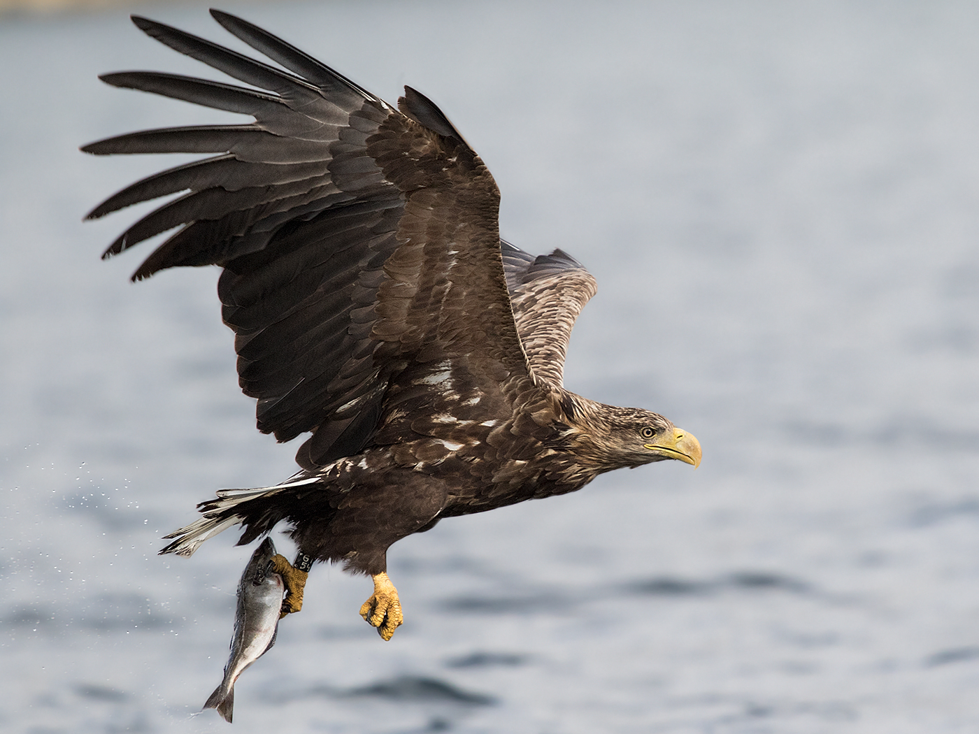 Details : White-tailed Eagle - BirdGuides