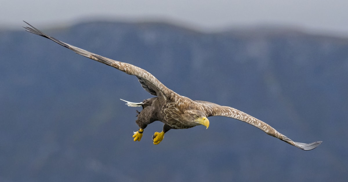 Isle of Wight eagle project gets green light - BirdGuides