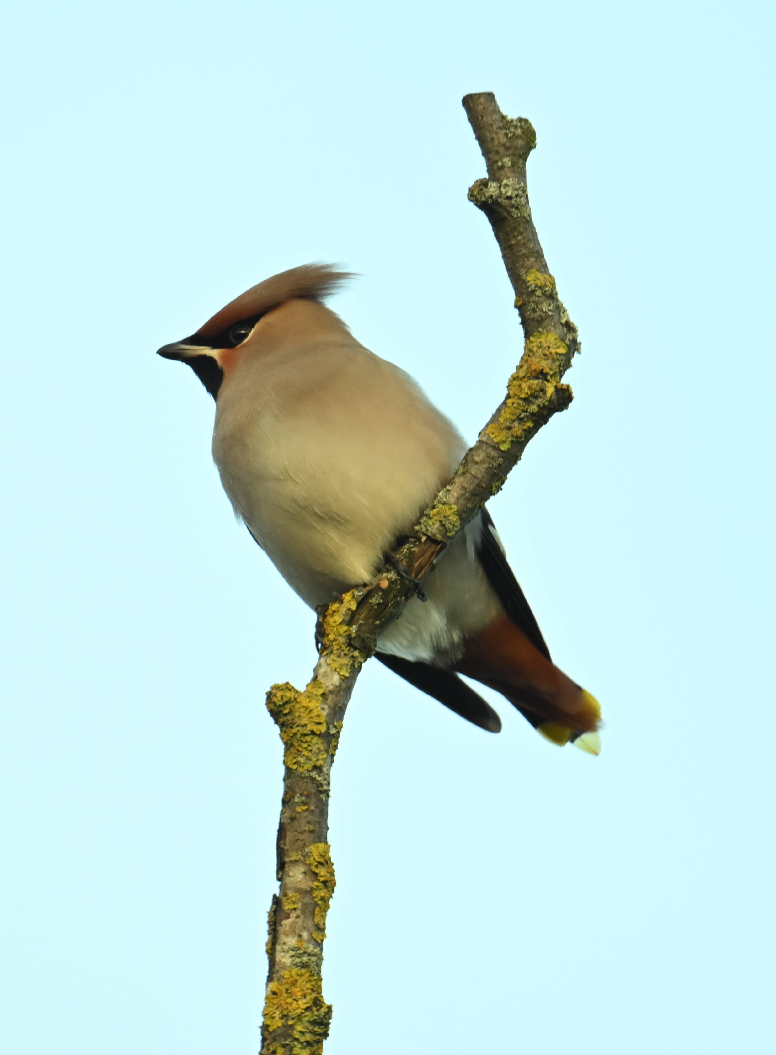 Waxwing by Roger Hackney - BirdGuides