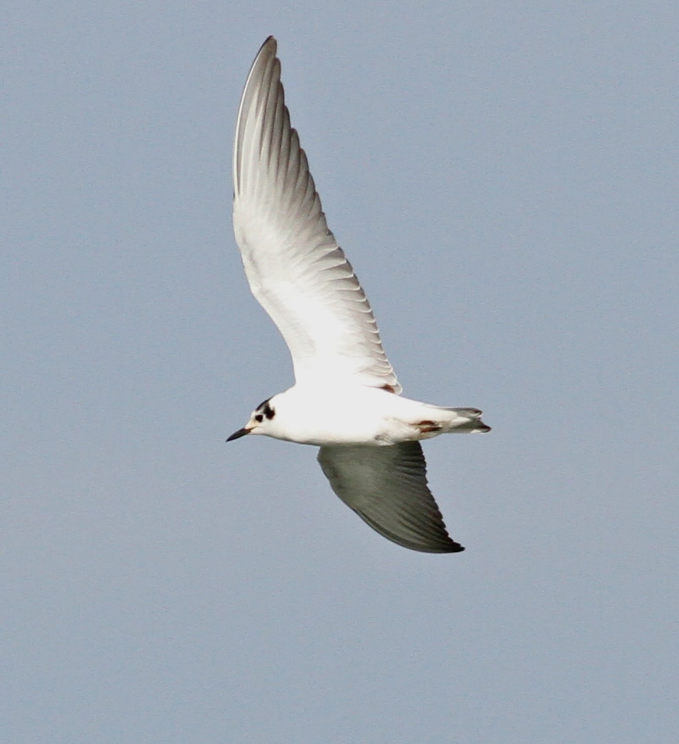 White-winged Tern by Mandy West - BirdGuides