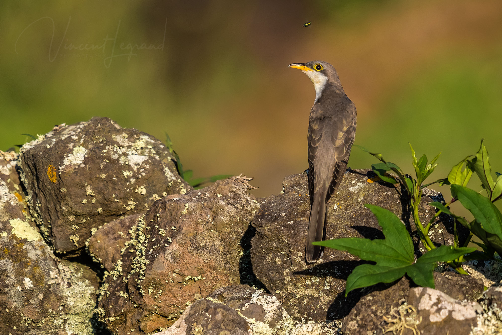 Study reveals origins of American birds in Europe - BirdGuides