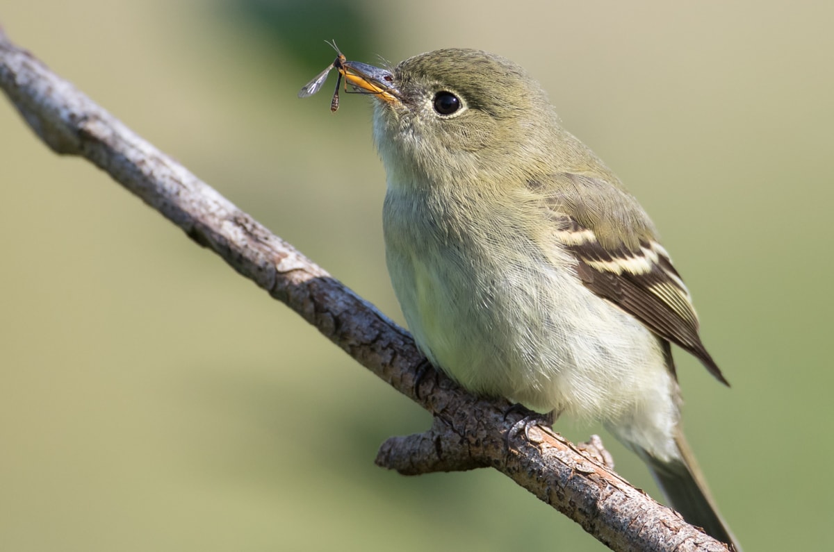 Yellow-bellied Flycatcher by Chris Griffin - BirdGuides