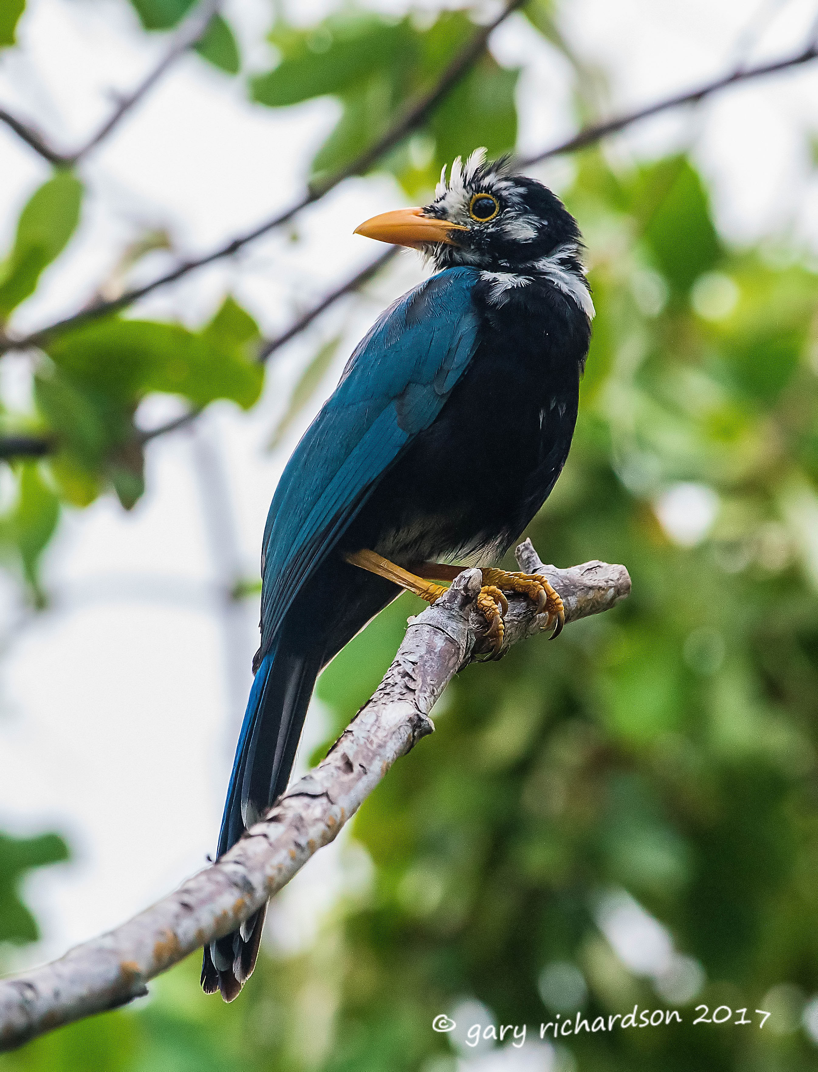 Details : Yucatan Jay - BirdGuides