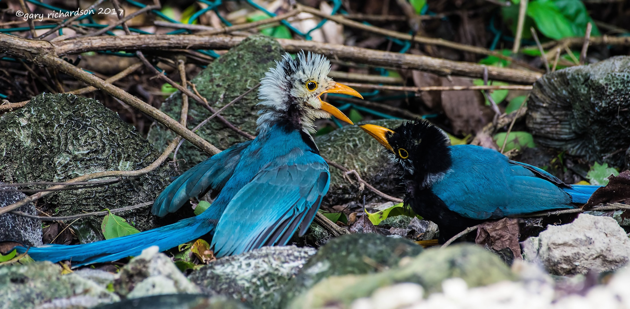Yucatan Jay by Gary Richardson - BirdGuides