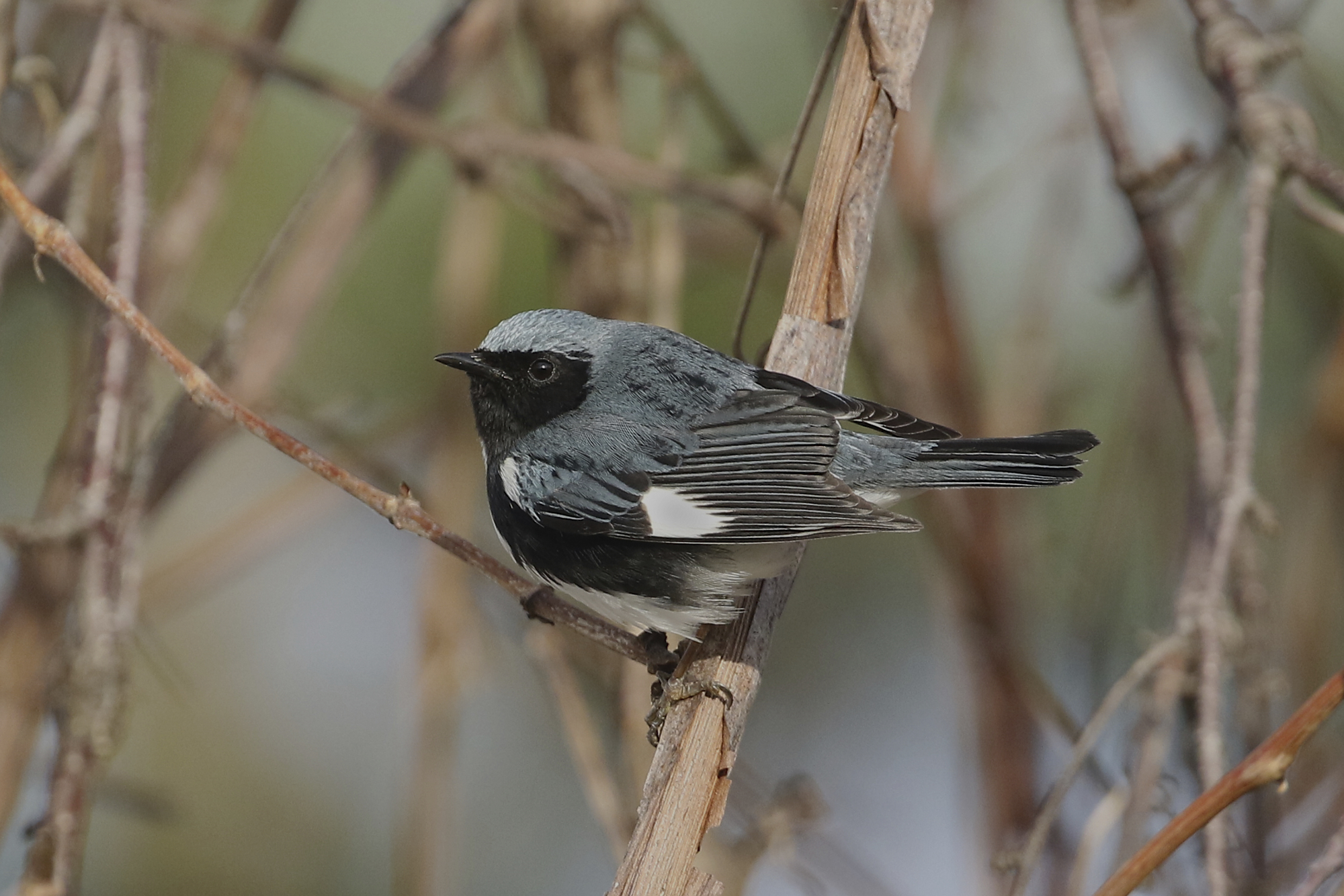 Details : Black-throated Blue Warbler - BirdGuides