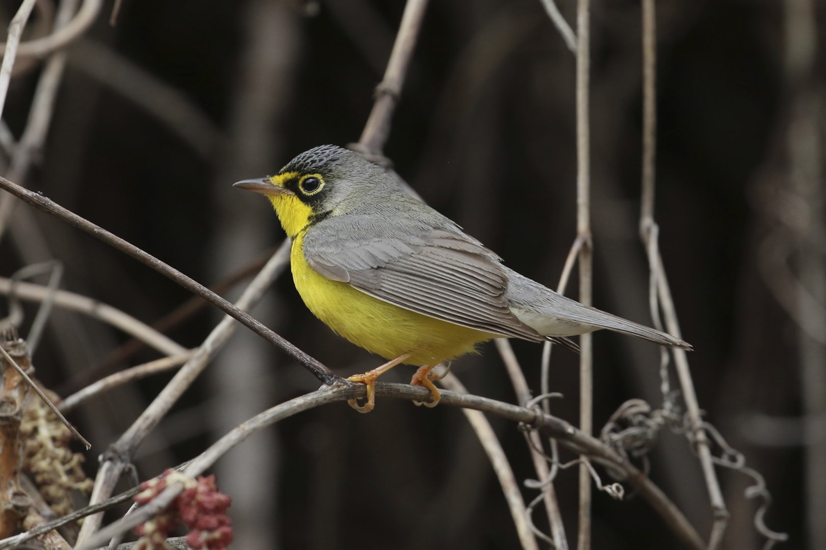 Canada Warbler by Jamie Partridge - BirdGuides