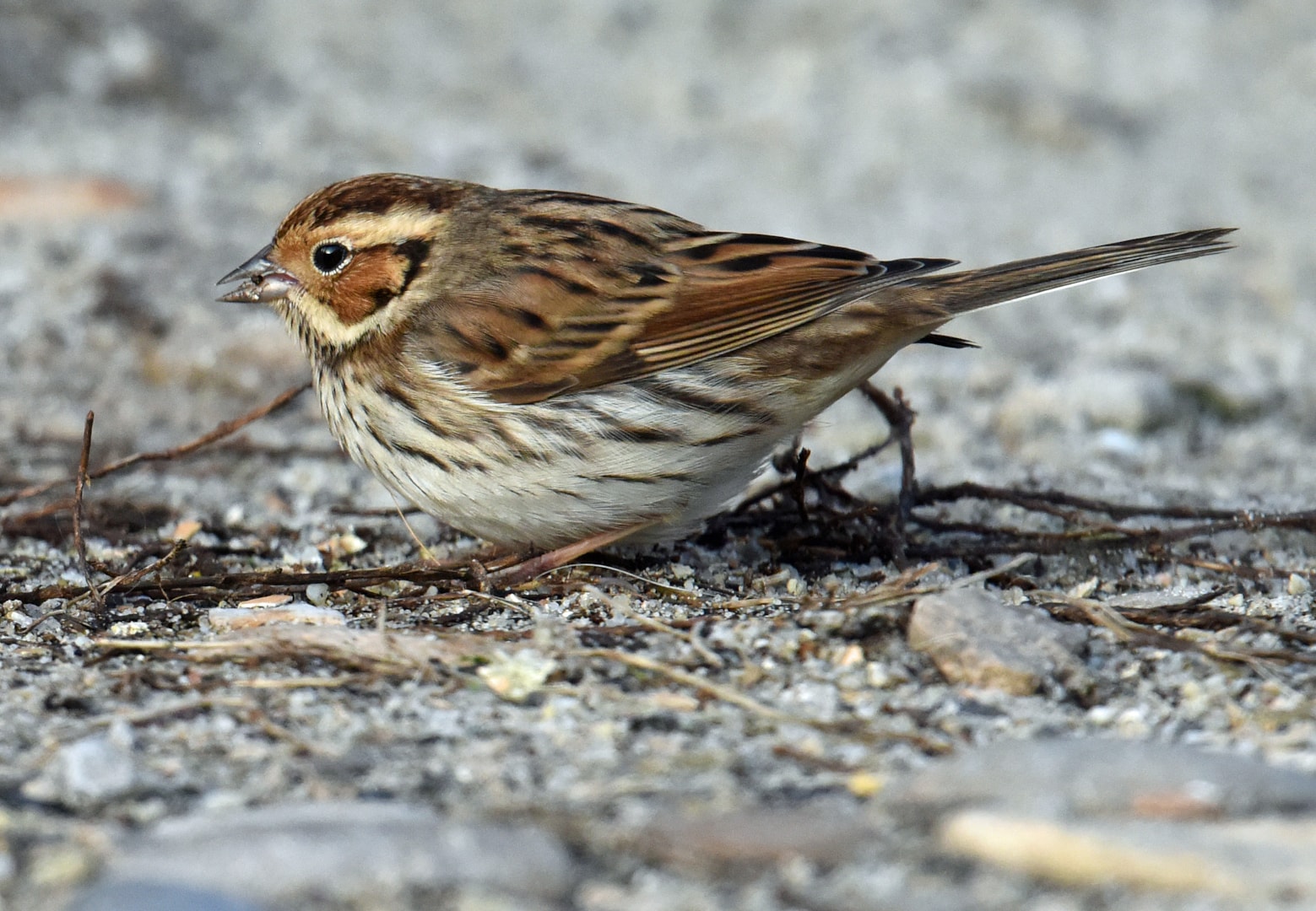 Little Bunting by Tony Hovell - BirdGuides