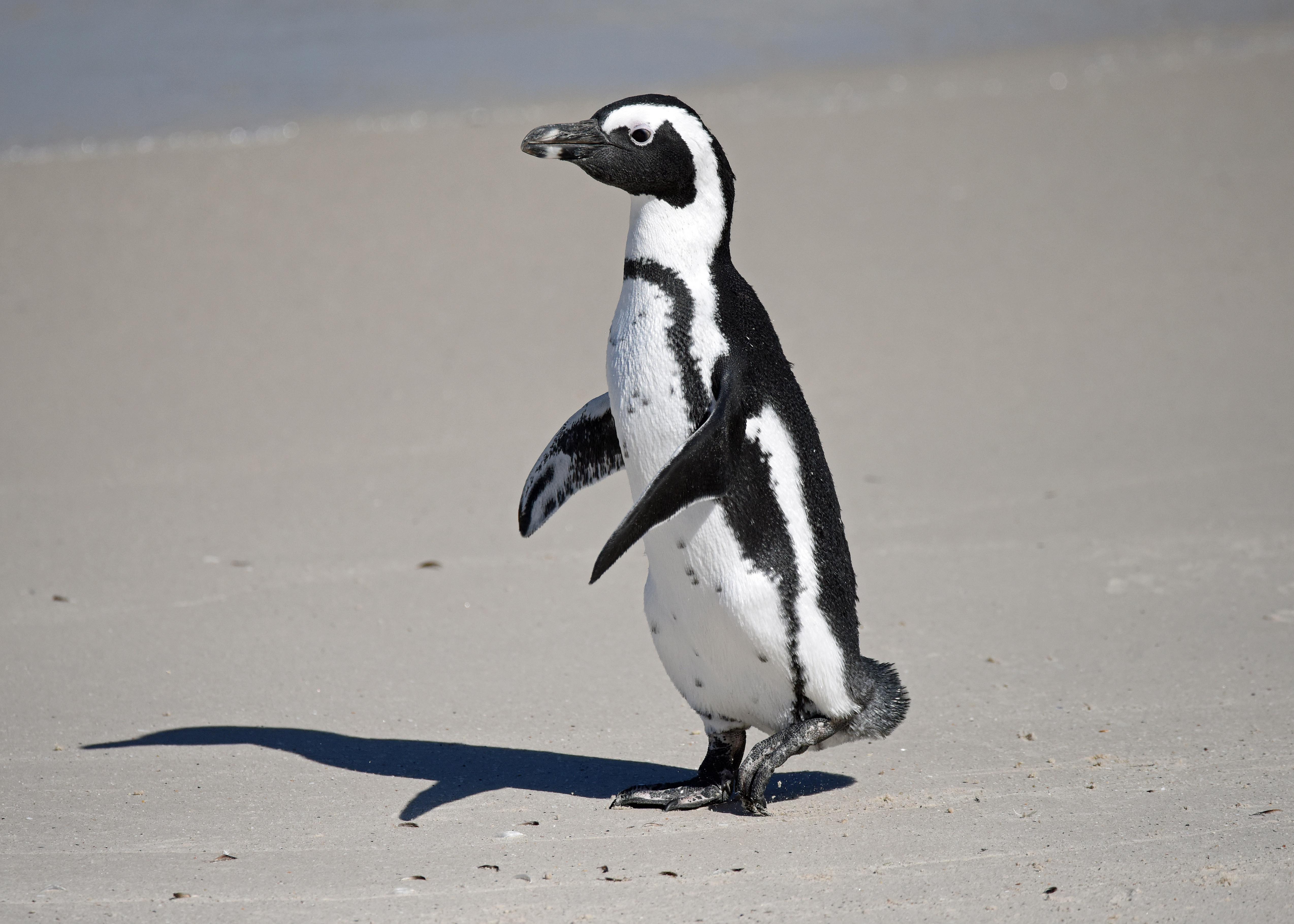 African Penguins killed by swarm of bees near Cape Town - BirdGuides