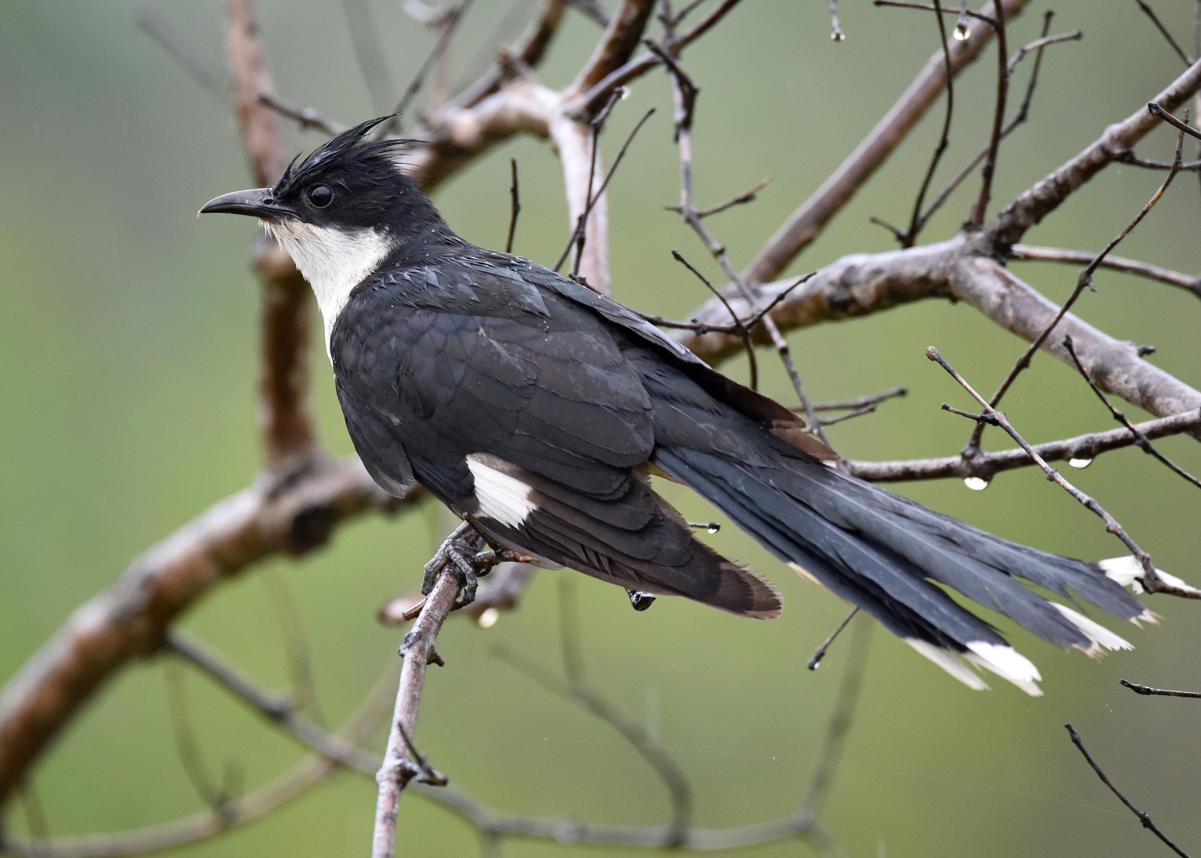 Details : Jacobin Cuckoo - BirdGuides