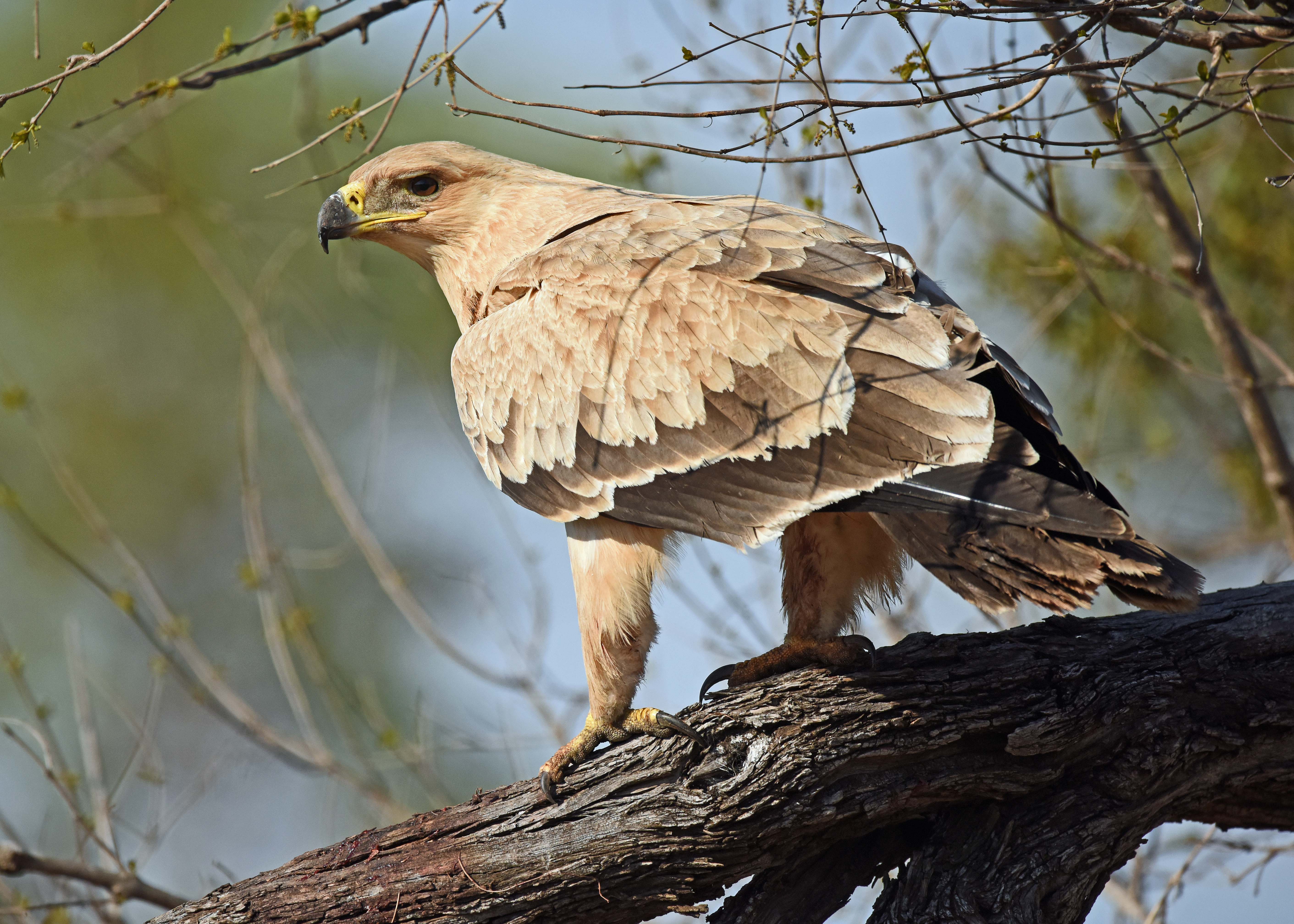 Details : Tawny Eagle - BirdGuides