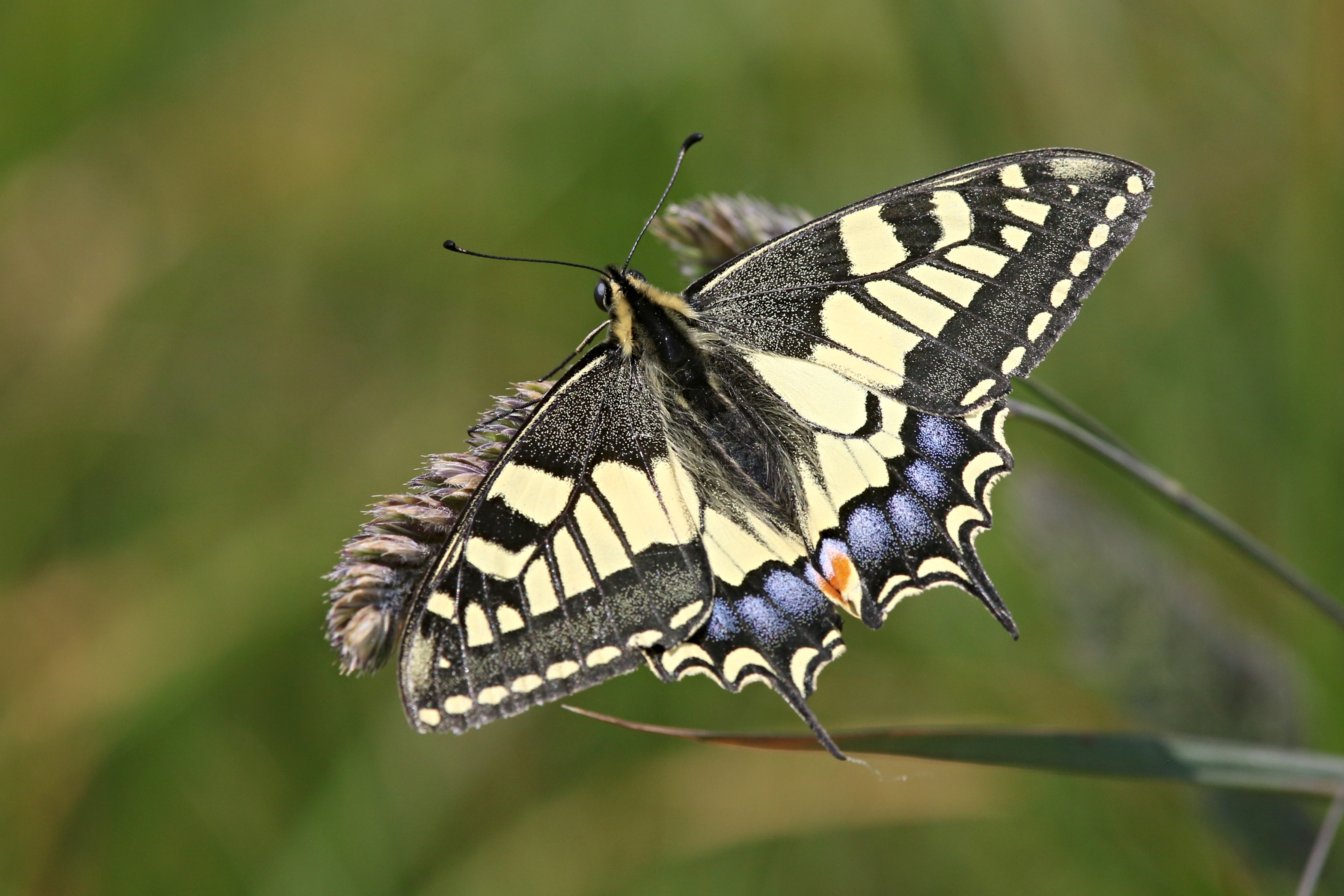 Swallowtail by Richard Bonser - BirdGuides