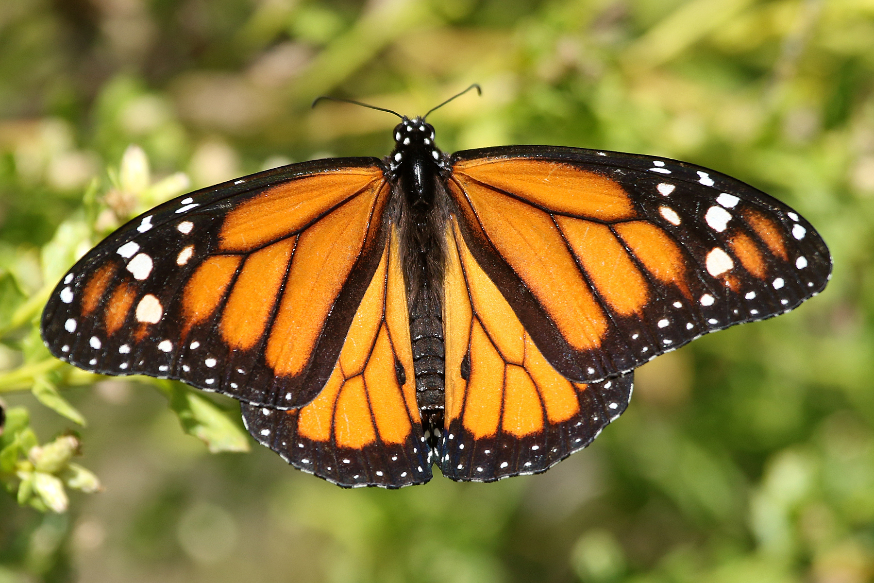 Insect populations flourish in restored habitats at solar-energy ...