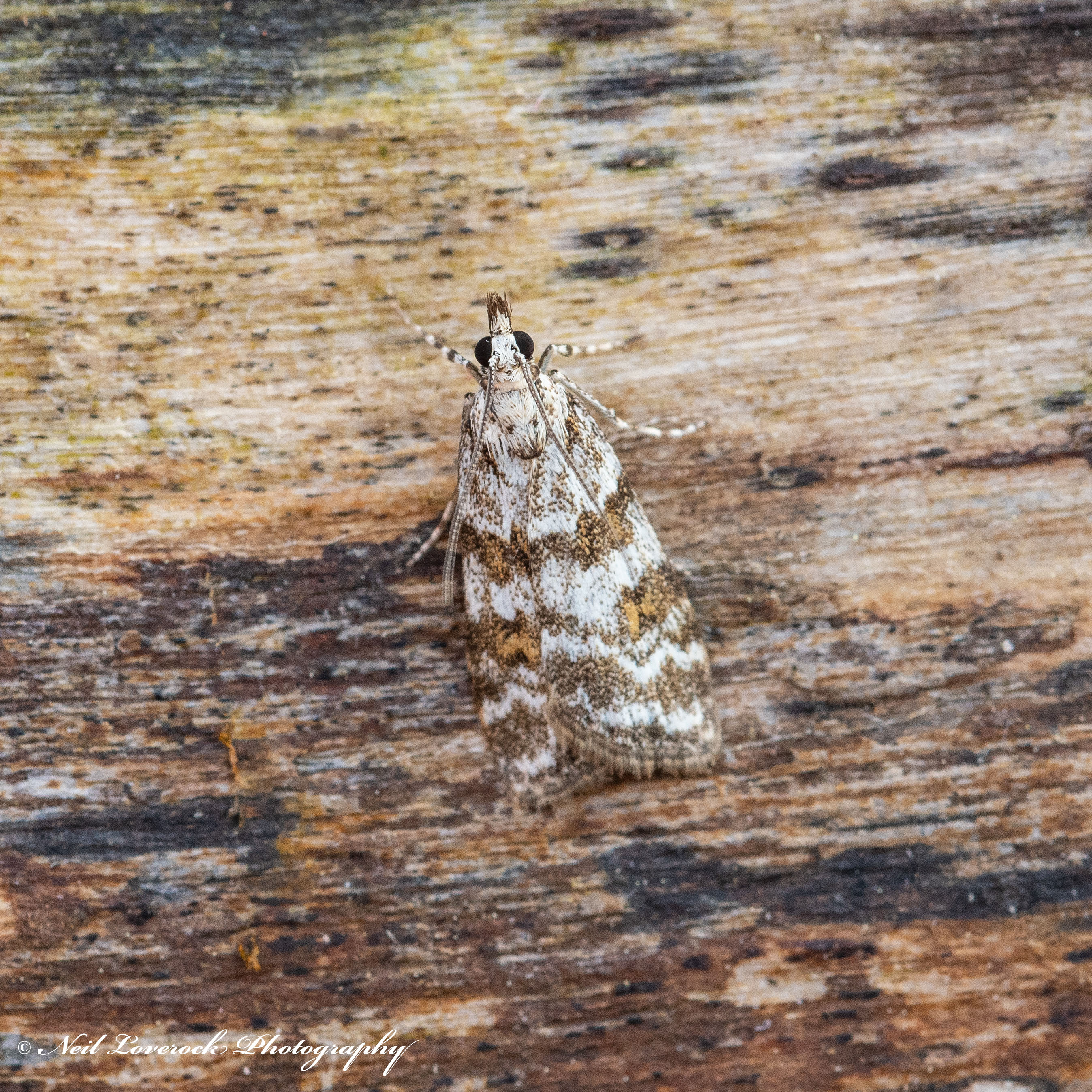 Scoparia pyralella by Neil Loverock - BirdGuides