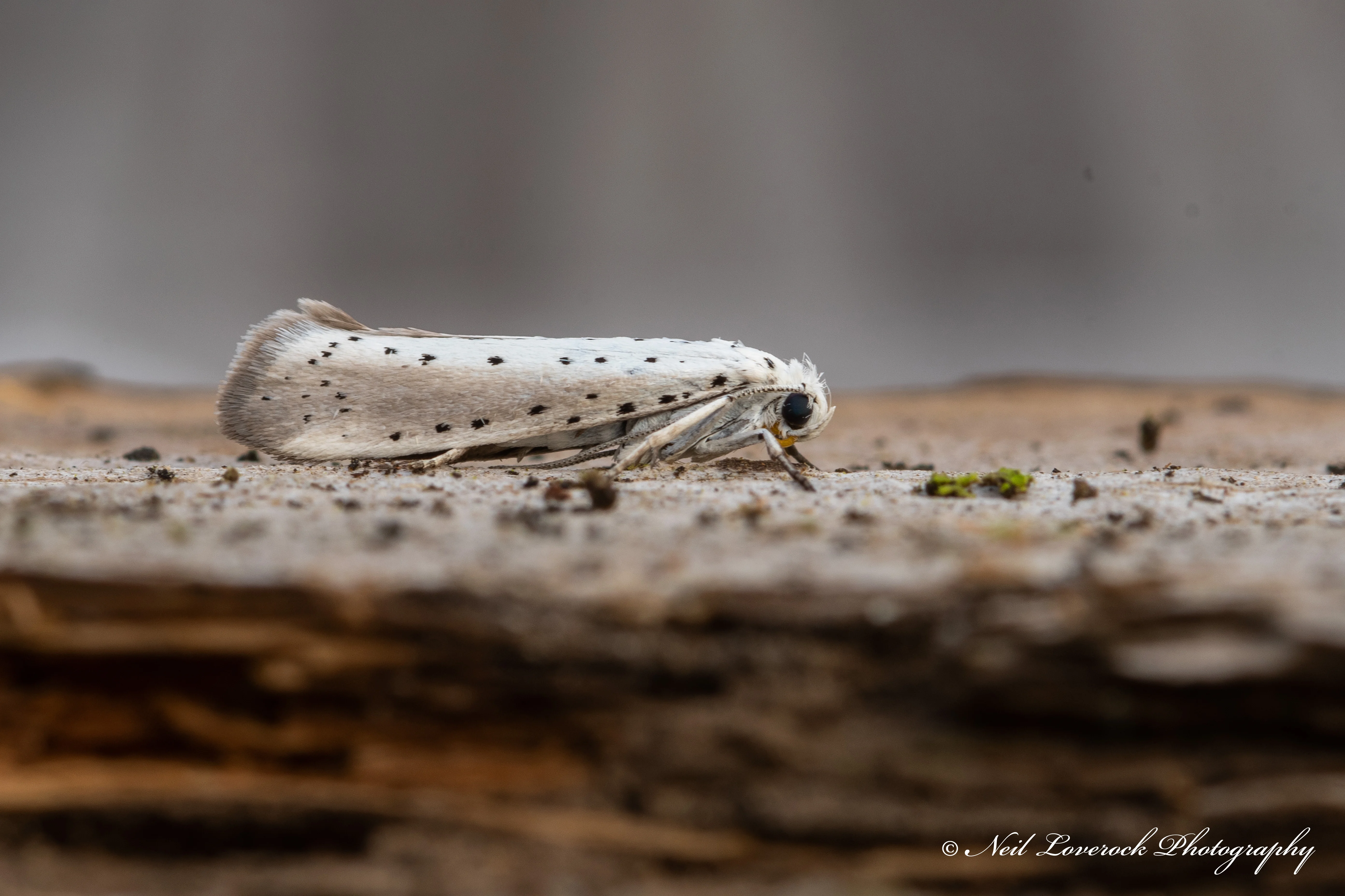 Details : Willow Ermine - BirdGuides