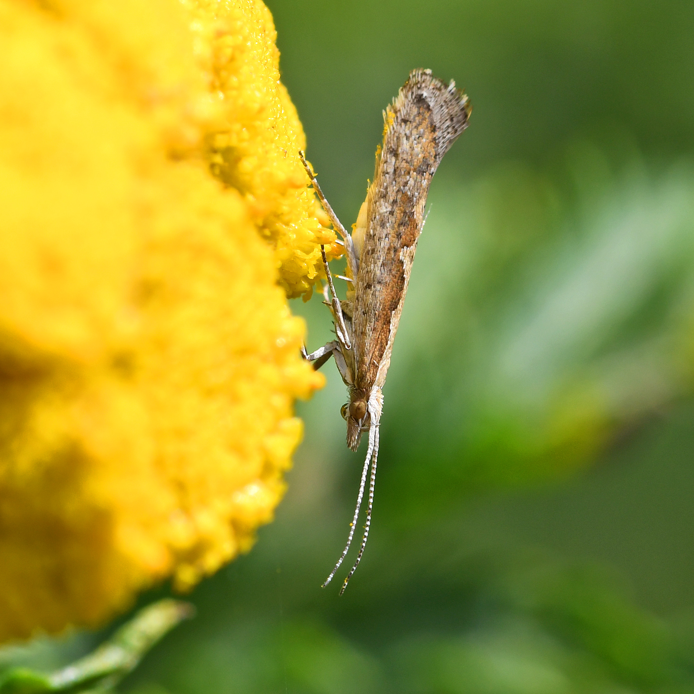 Details : Diamond-back Moth - BirdGuides