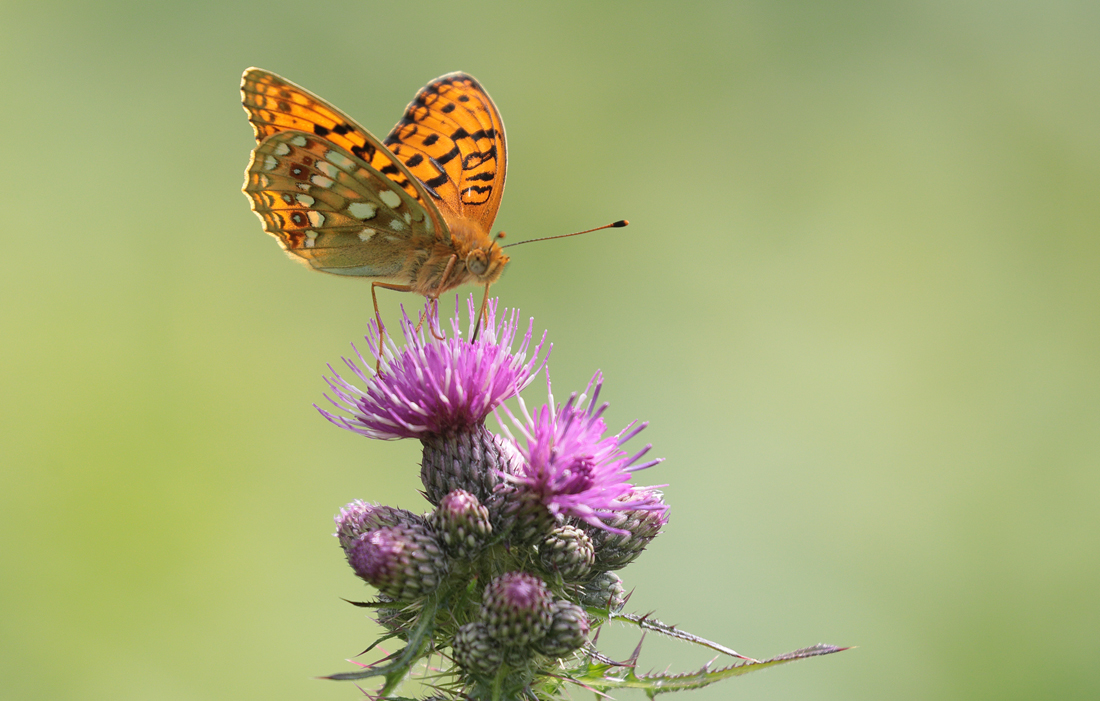 Species in Peril report reveals Wales's most endangered wildlife ...