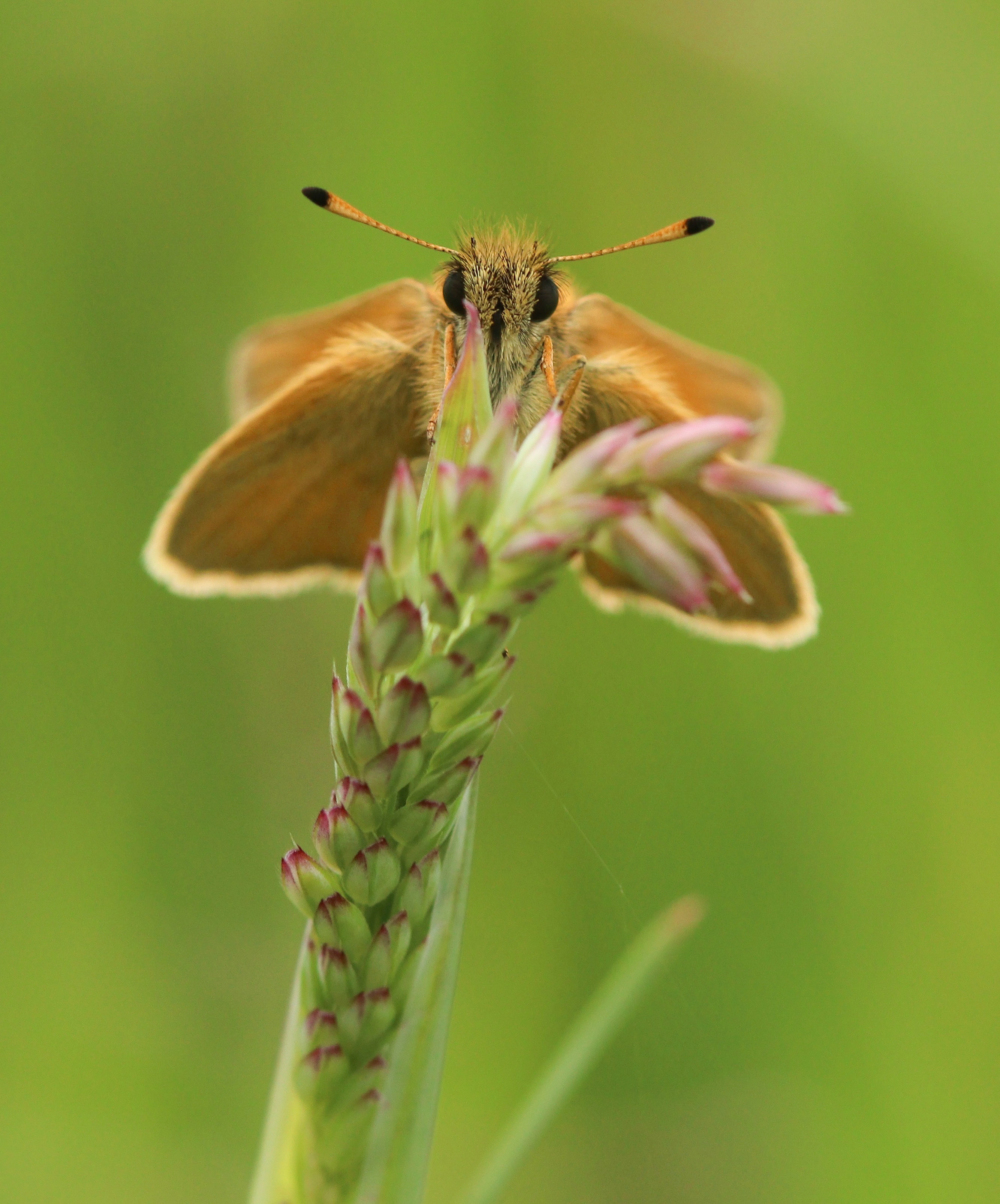 Details : Essex Skipper - BirdGuides