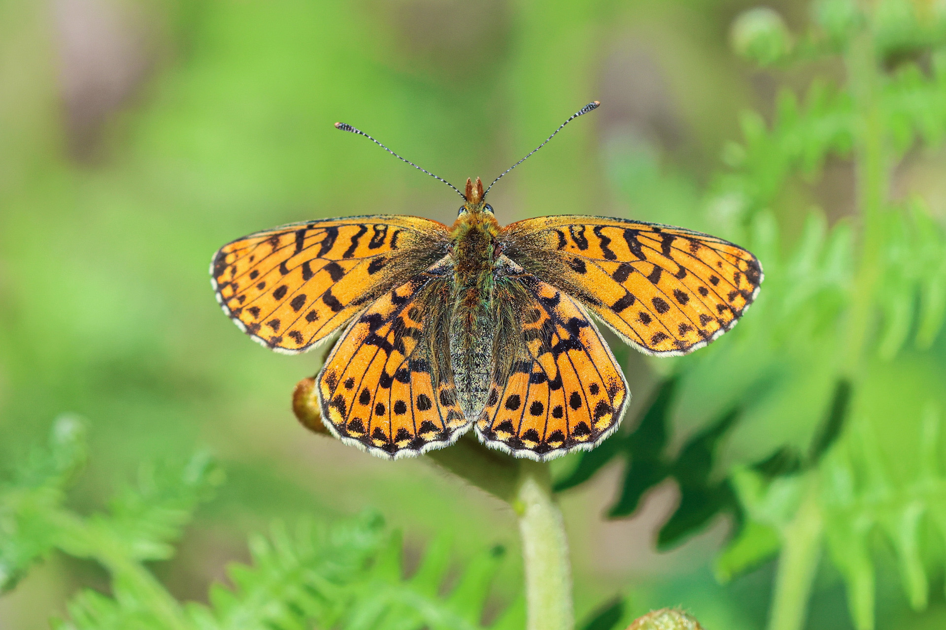Pearl-bordered Fritillary by Holly Tudball - BirdGuides