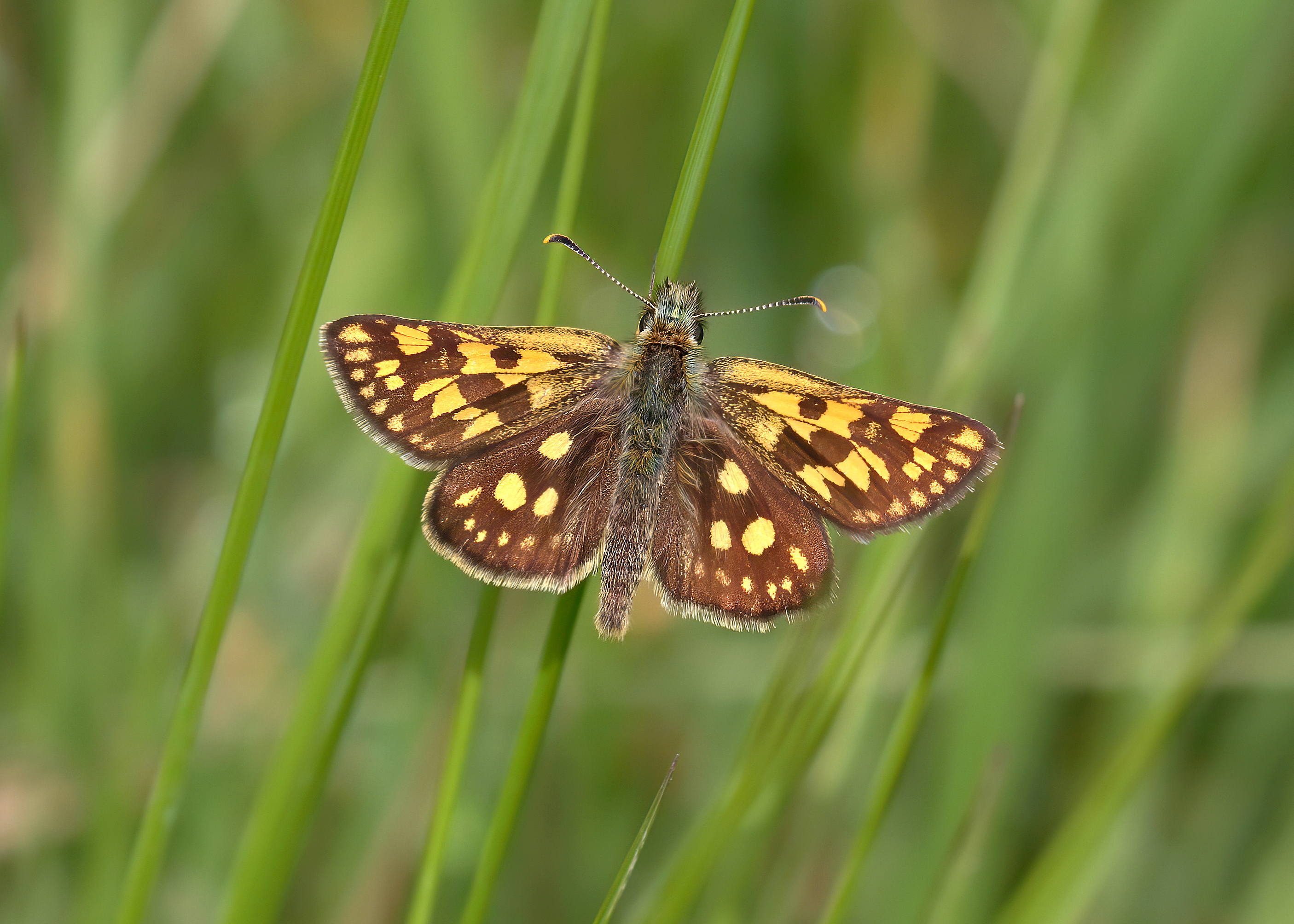 Chequered Skipper reintroduction 'a success' - BirdGuides