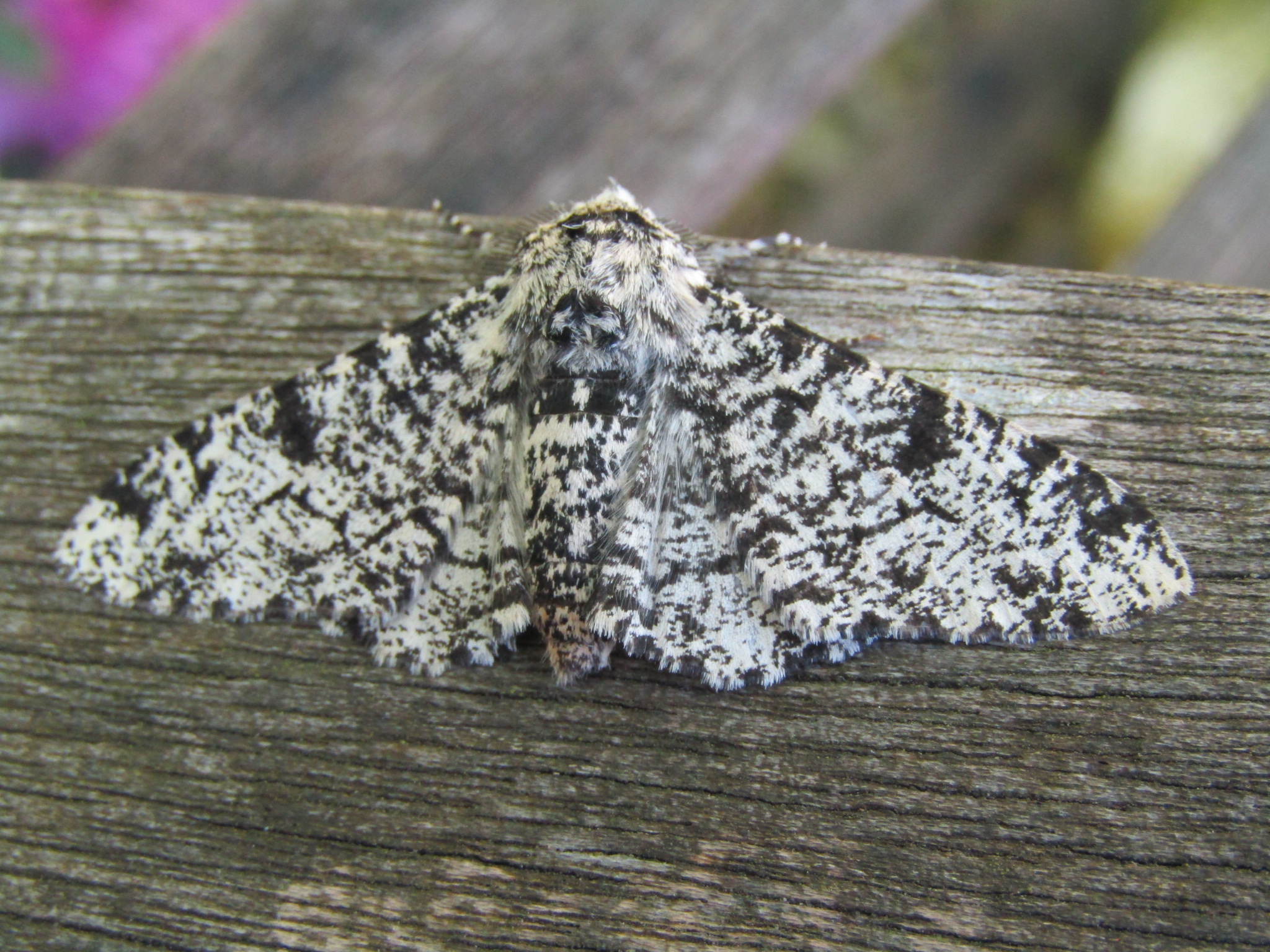 Peppered Moth by Jonathan Ward - BirdGuides