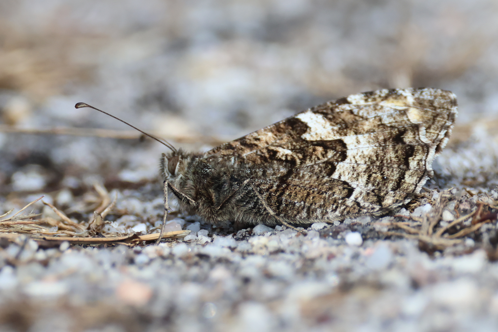 Grayling by Chris Teague - BirdGuides