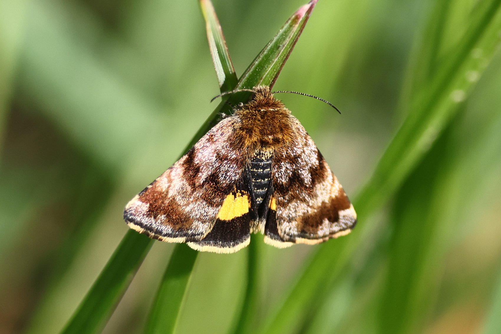 Small Yellow Underwing by Chris Teague - BirdGuides