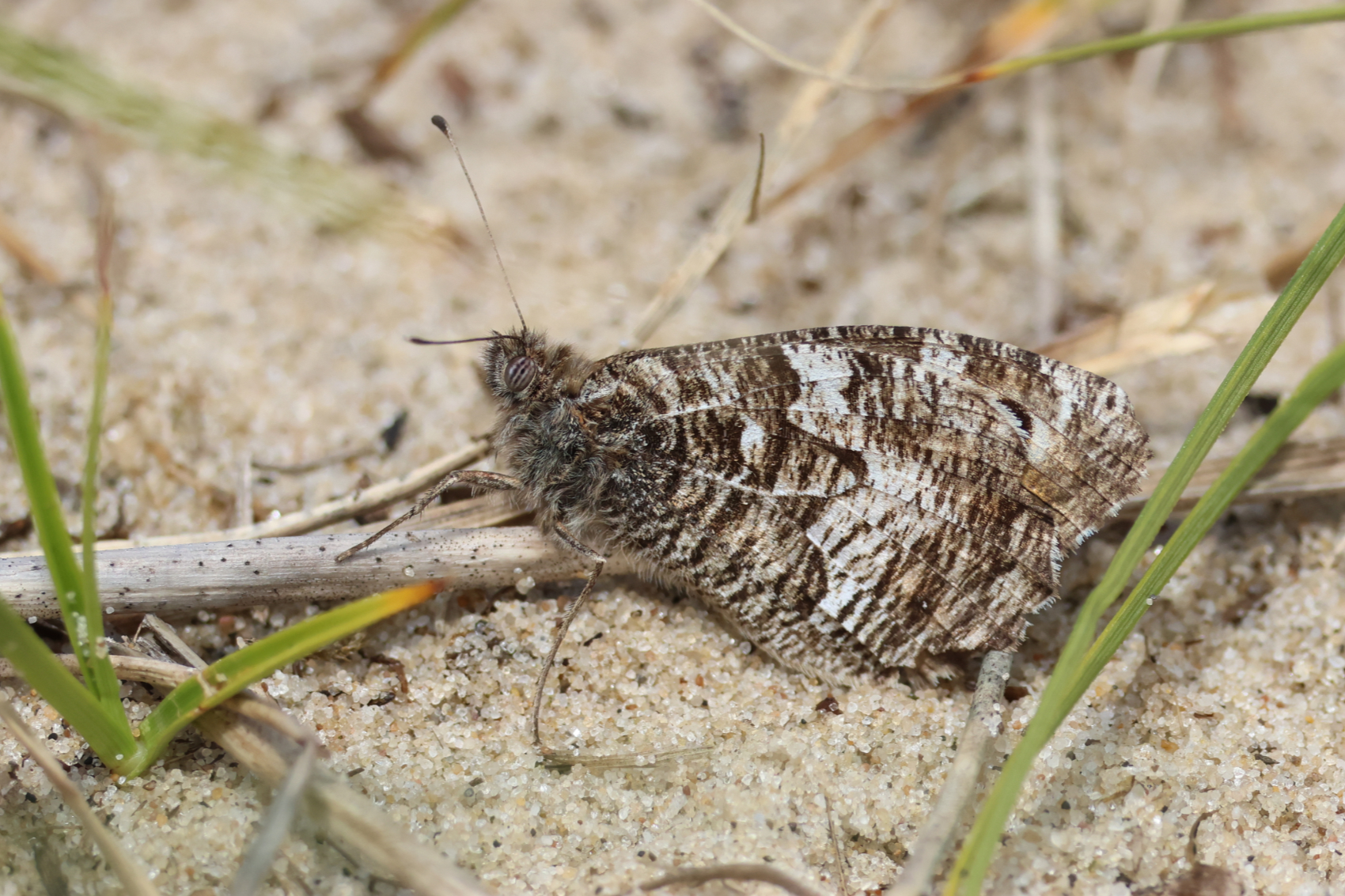 Grayling by Chris Teague - BirdGuides