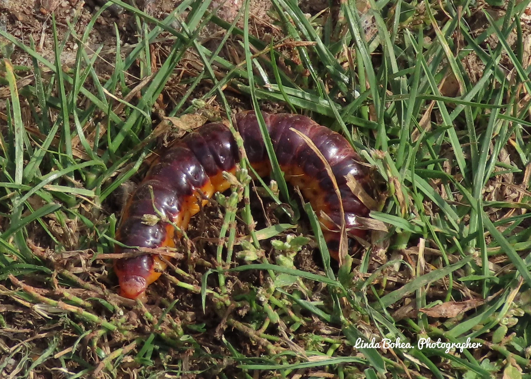 Details : Goat Moth - BirdGuides