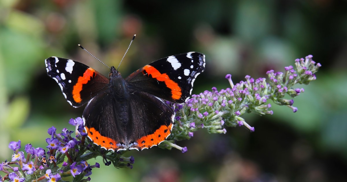 British butterfly numbers plummet to new low - BirdGuides