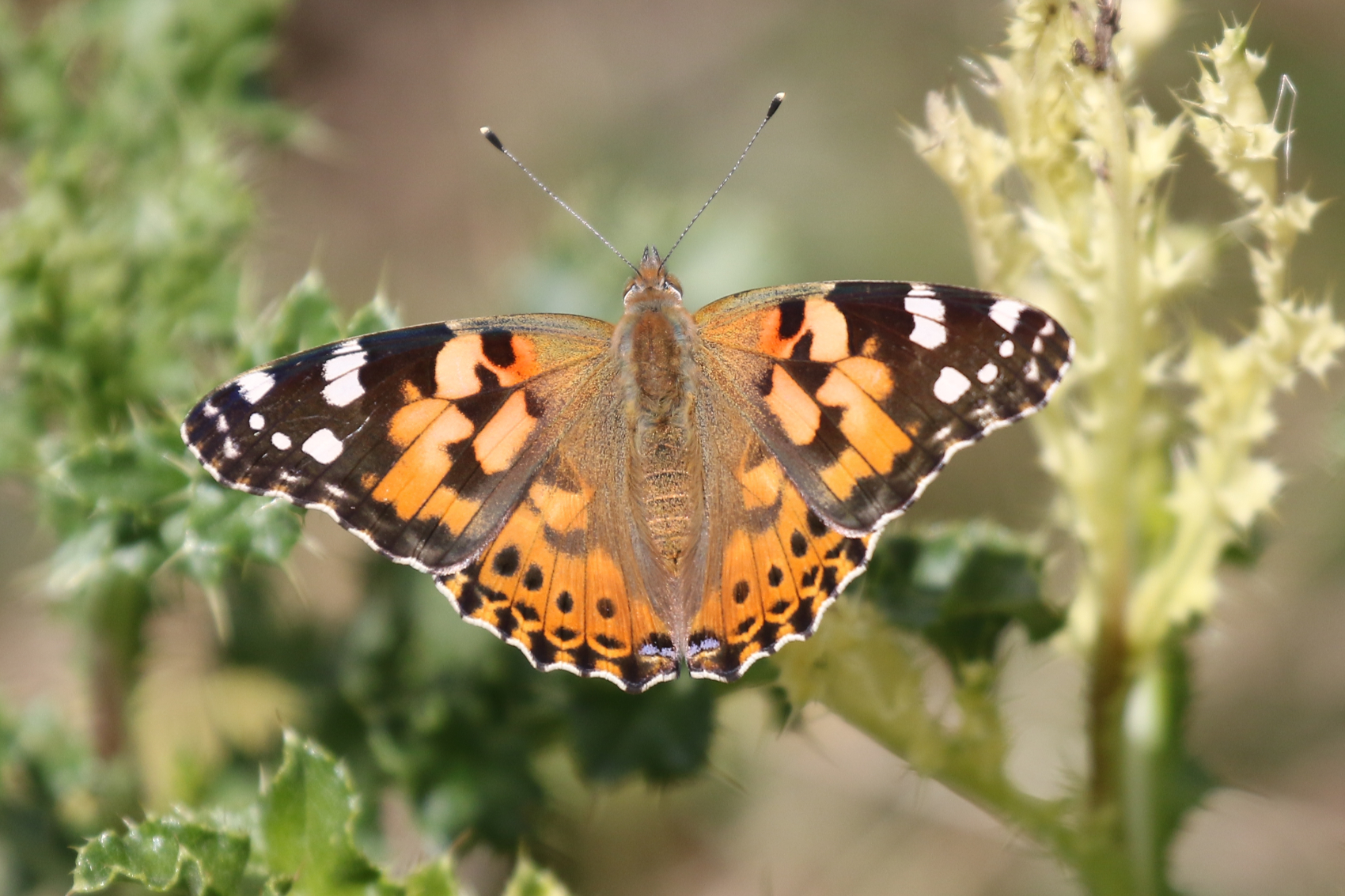 Painted Lady migration mystery solved by researchers - BirdGuides