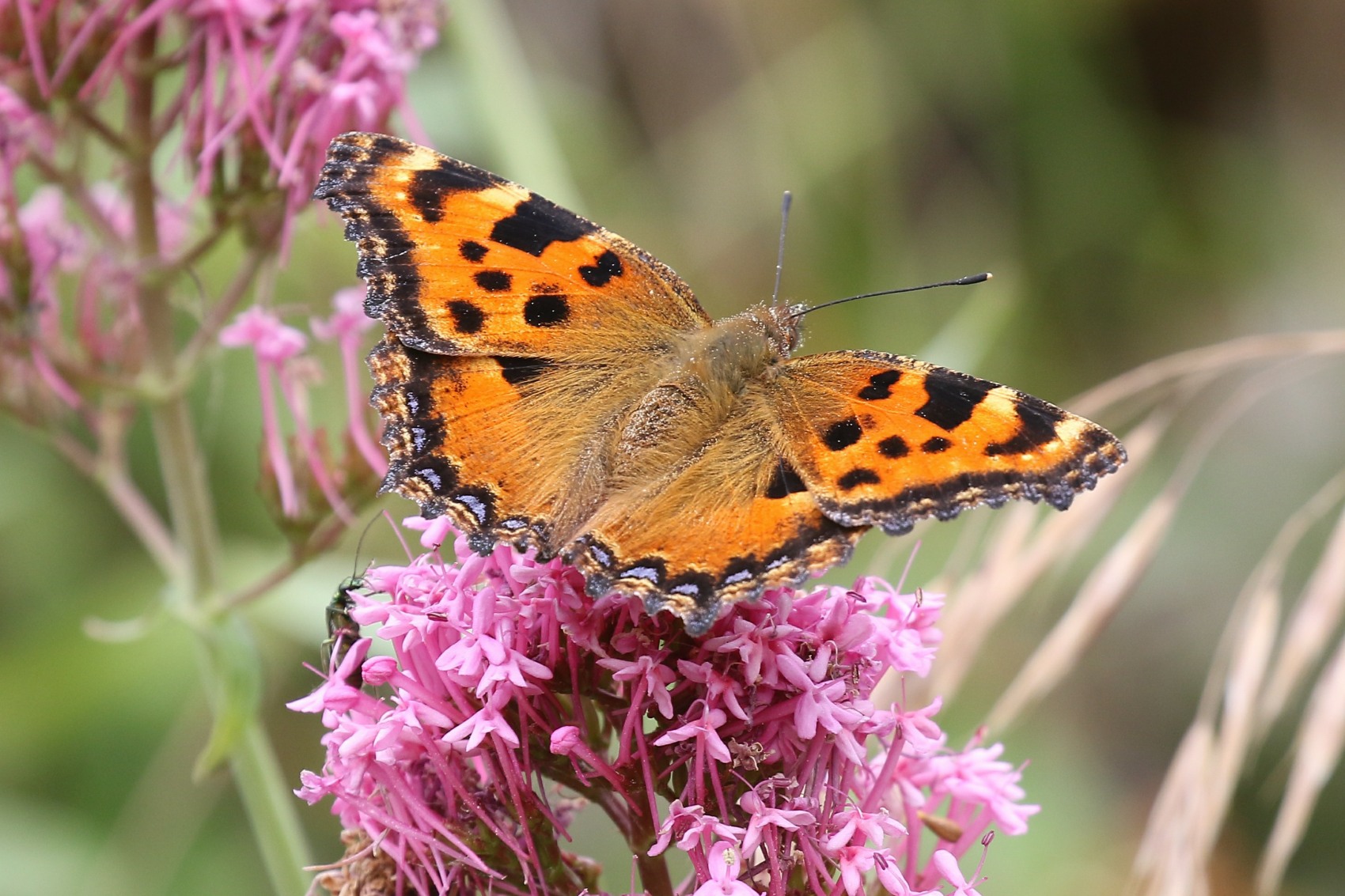 Details : Large Tortoiseshell - BirdGuides